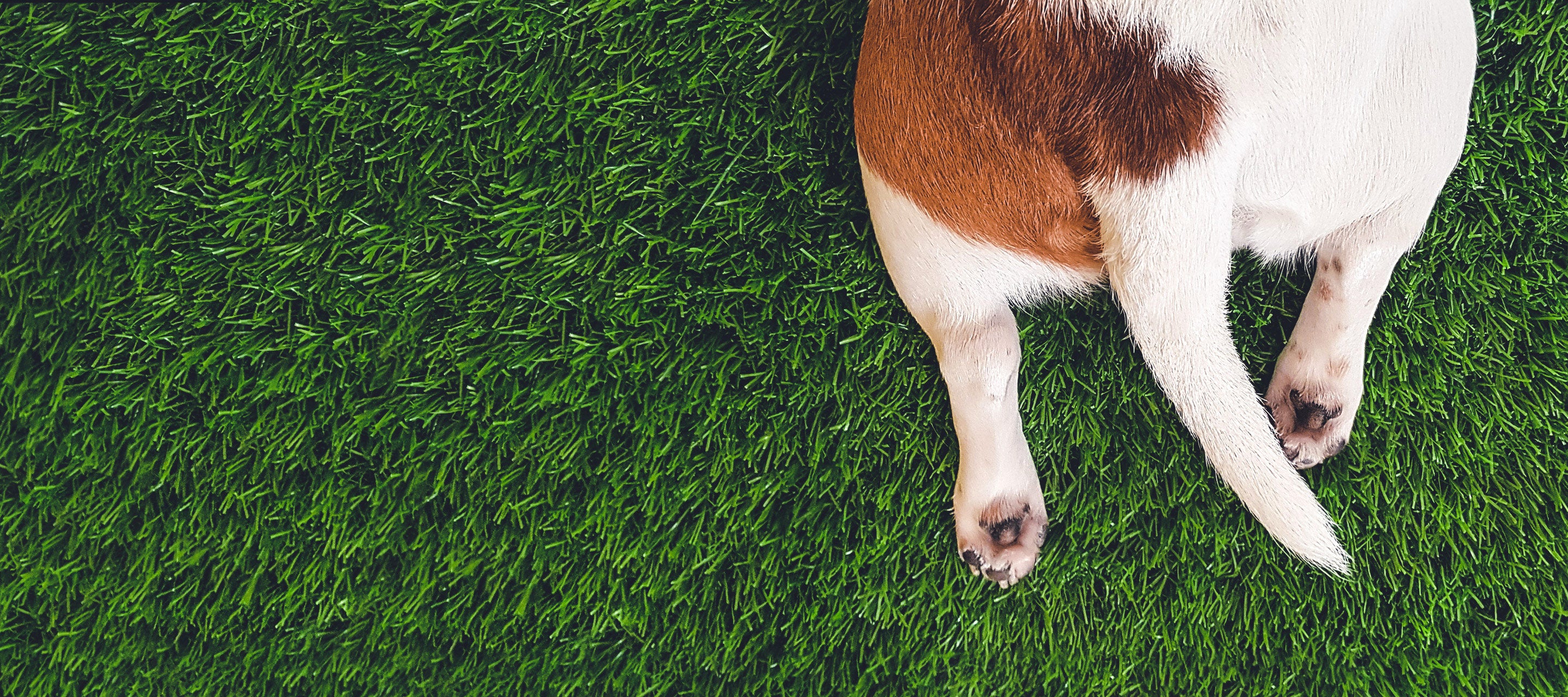 The Red Fern Dogs Company – The Redfern Company