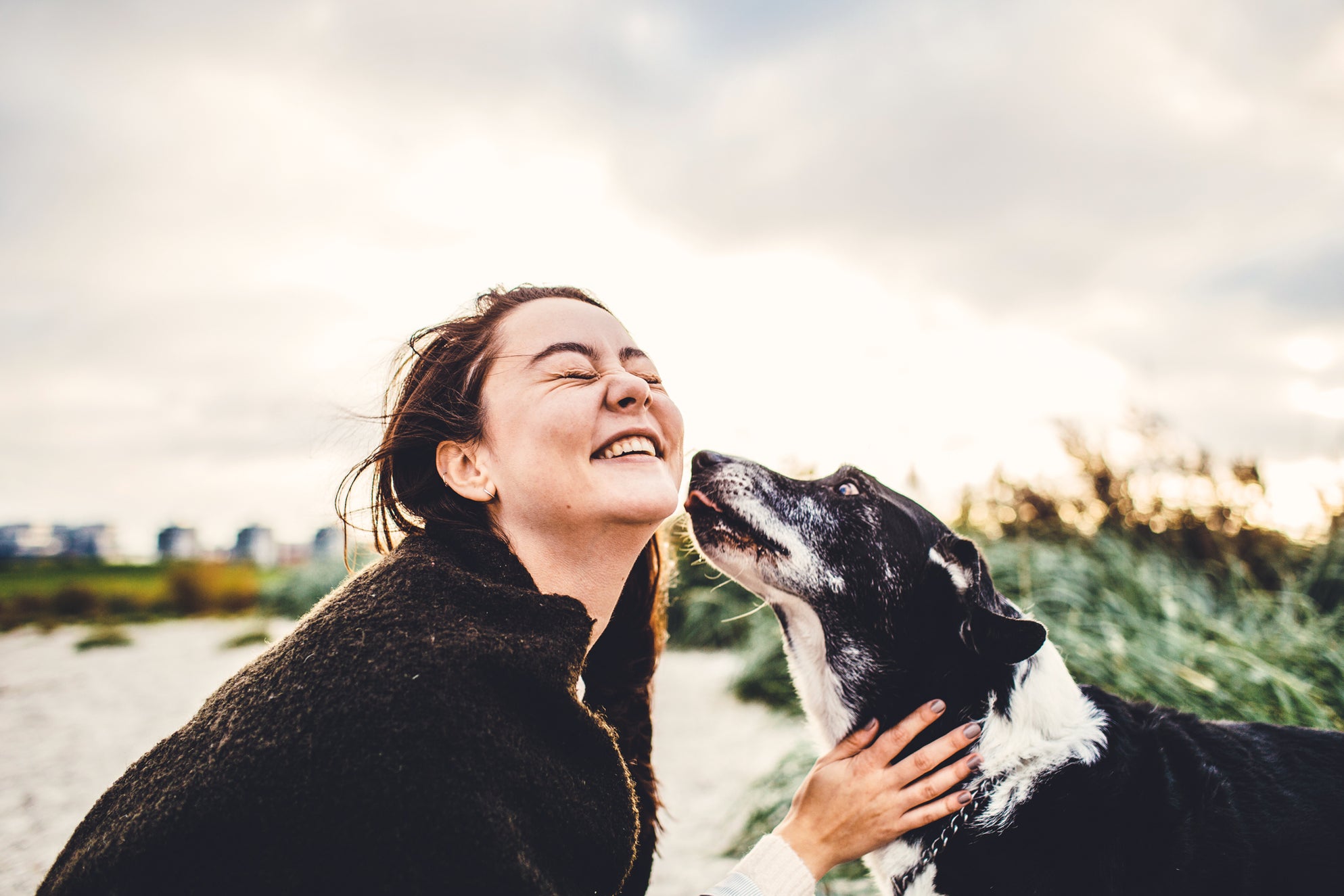 The Red Fern Dogs Company – The Redfern Company